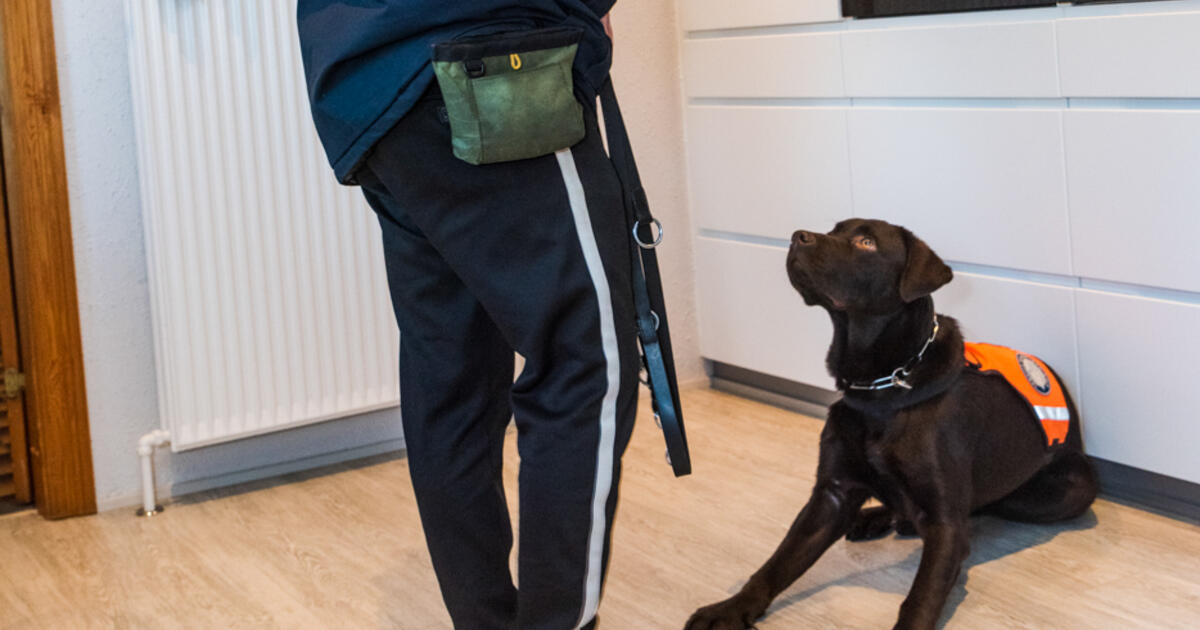 Hvad er en servicehund? Få indsigt i deres rolle og betydning